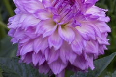 Galleries – Colorado Dahlia Society