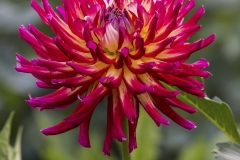Galleries – Colorado Dahlia Society