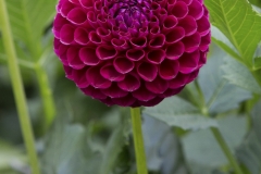 Galleries – Colorado Dahlia Society