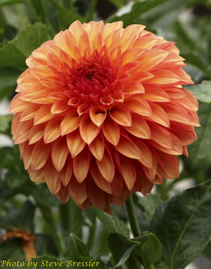 About Us – Colorado Dahlia Society