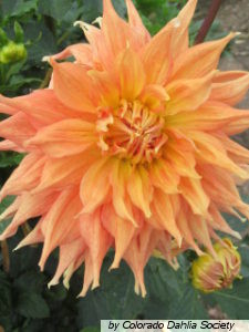 Colorado Dahlia Society – Growing & Showing Dahlias
